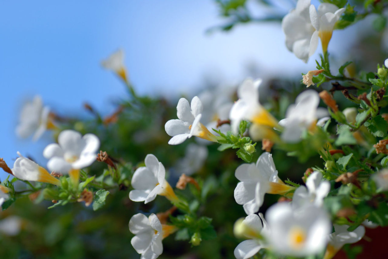 9 Cognitive Benefits of Bacopa Monnieri for Brain Health – Brain Tea