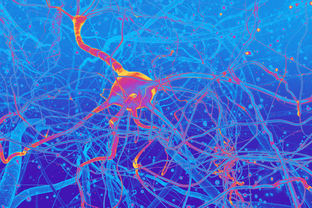 The Complete Brain Guide to Acetylcholine Supplements – Brain Tea