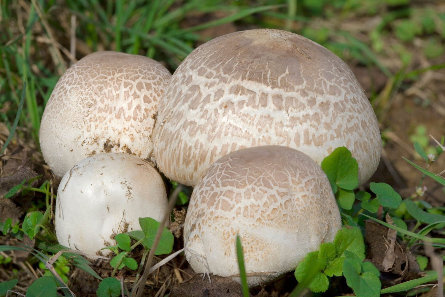5 Health Benefits Of Agaricus Blazei Mushroom – Brain Tea