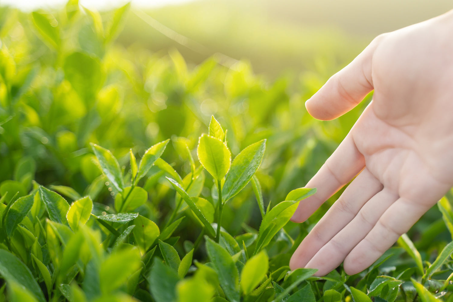 Green Tea Brain Benefits – Brain Tea