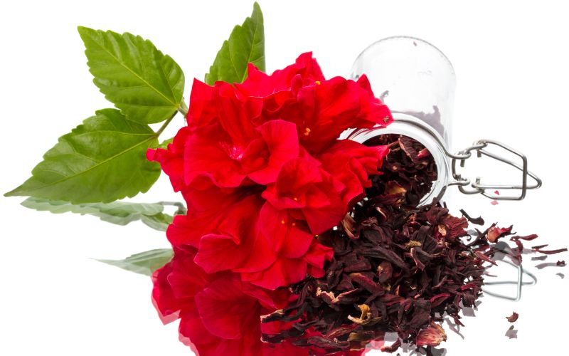 The Power of Petals: Hibiscus (Sour Tea) – Brain Tea