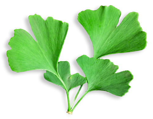 7 Nootropic Teas to Improve Memory and Focus – Brain Tea